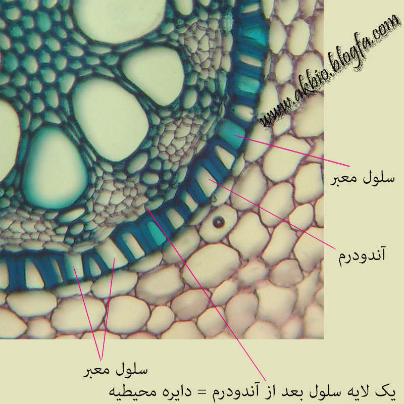 هدف مشاهده ی برش عرضی ریشه ی گیاه زنبق تک لپه