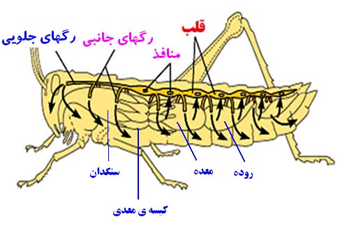 آناتومی ملخ