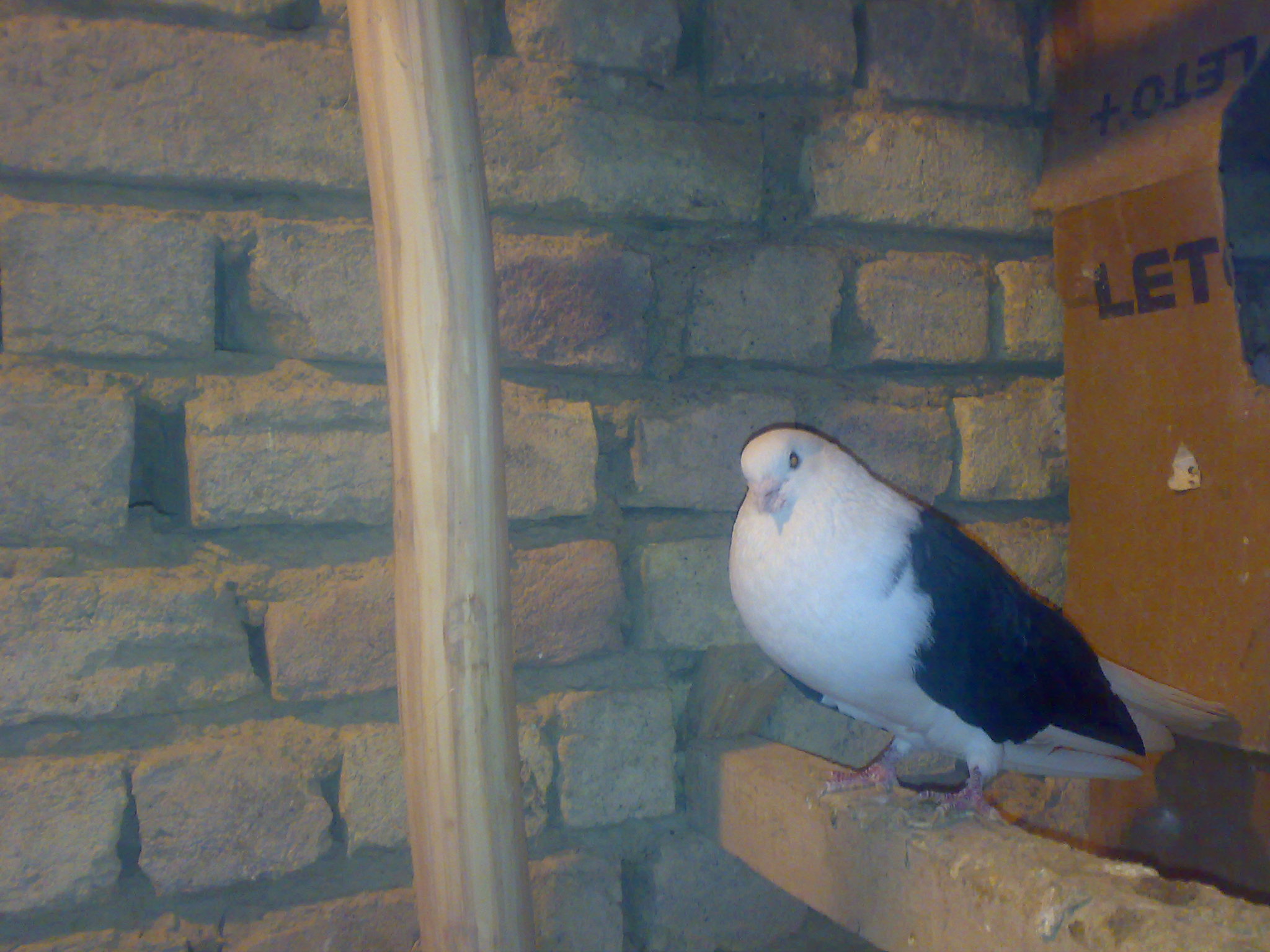 کبوتر میلاجرد