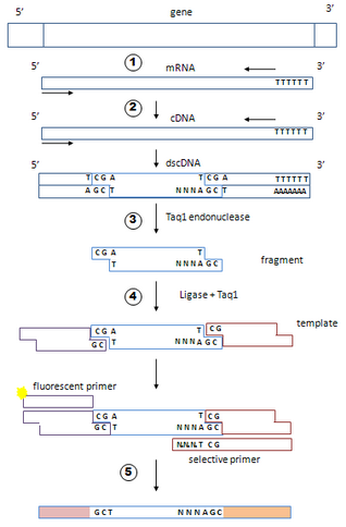 تکنیک RFDD-PCR