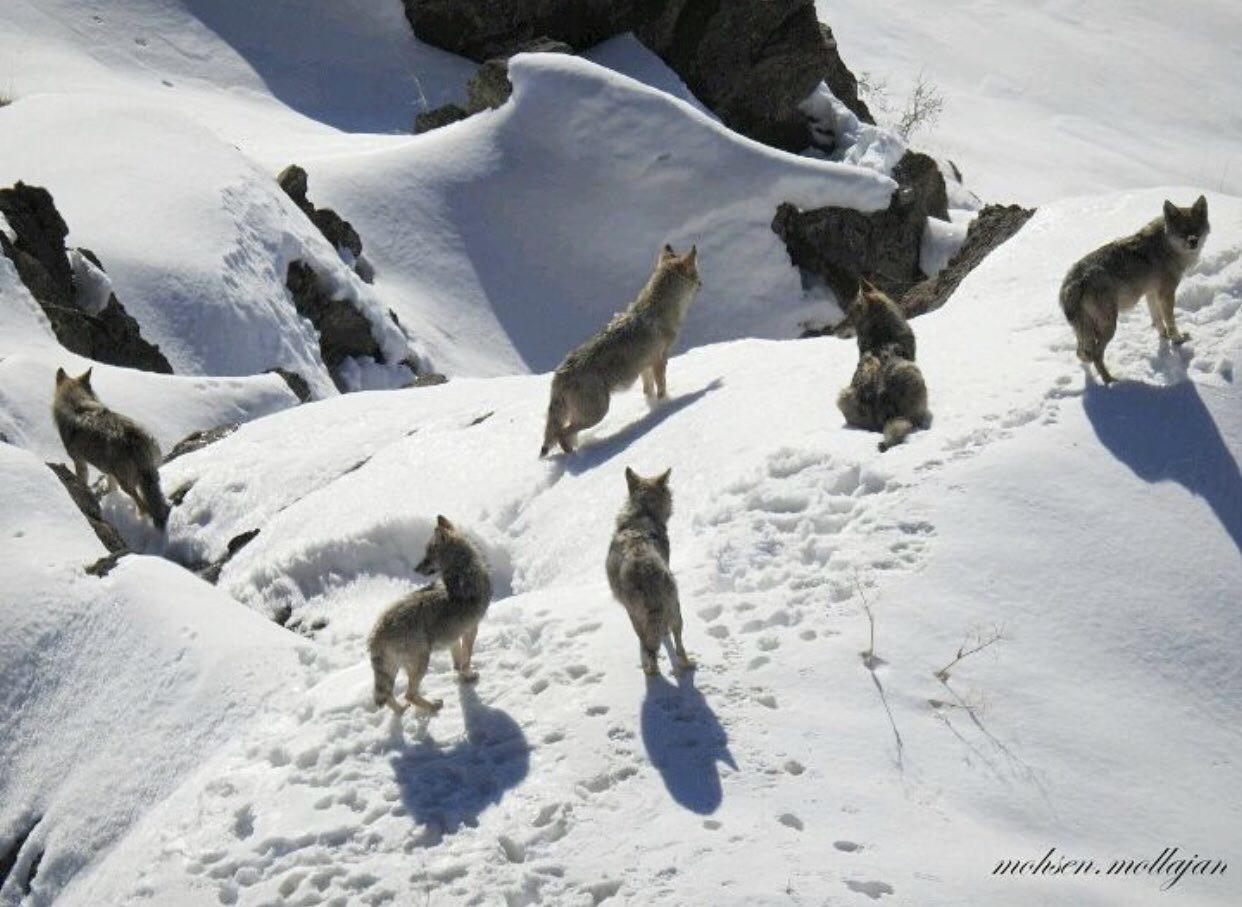 گرگ های ایران | مرداد ۱۳۹۸